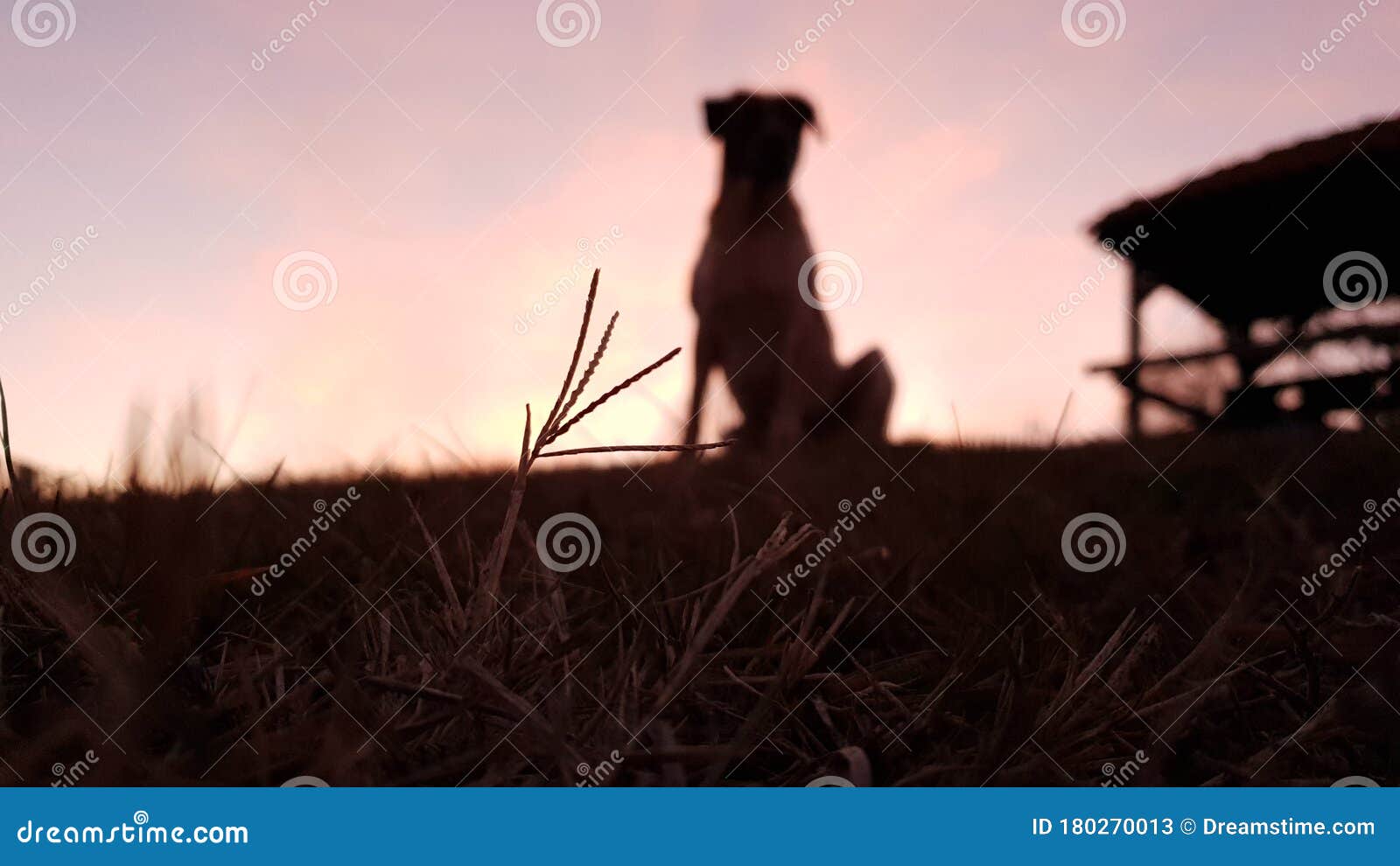 Sunset with dog silhouette stock image. Image of tree - 180270013