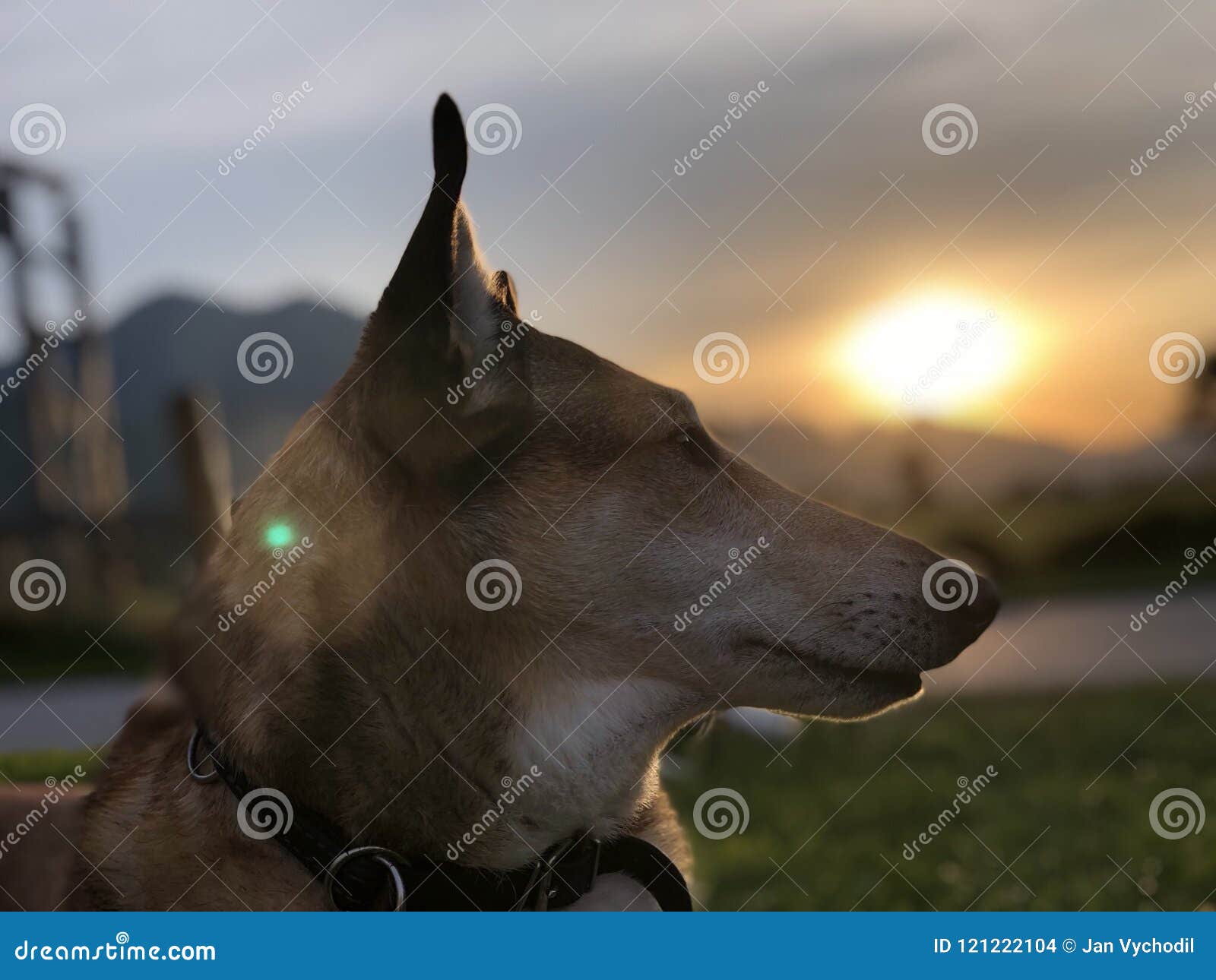 Sunset with dog stock photo. Image of sunsetlover, smoothcolie - 121222104