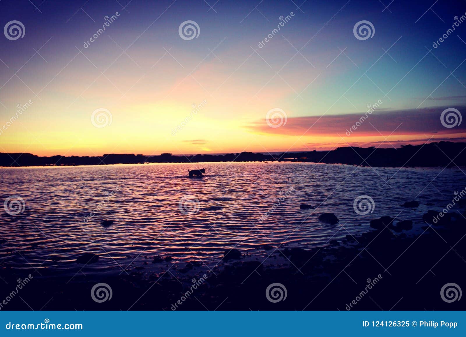 Sunset dog walk stock image. Image of sunset, walk, australia - 124126325
