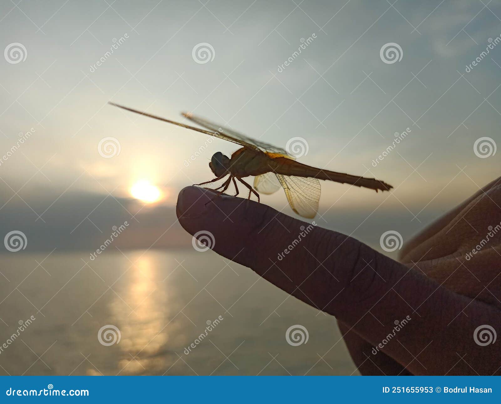 Sunset with Dragonfly stock image. Image of portrait - 251655953