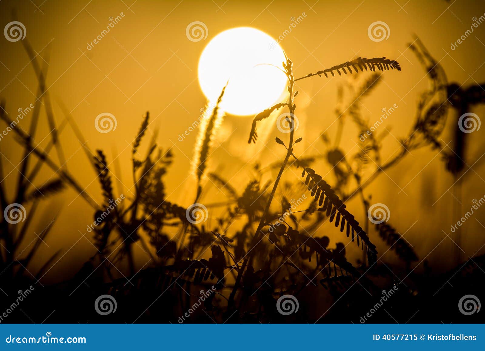 Sunset dream silhouette stock image. Image of grass, tranquility - 40577215