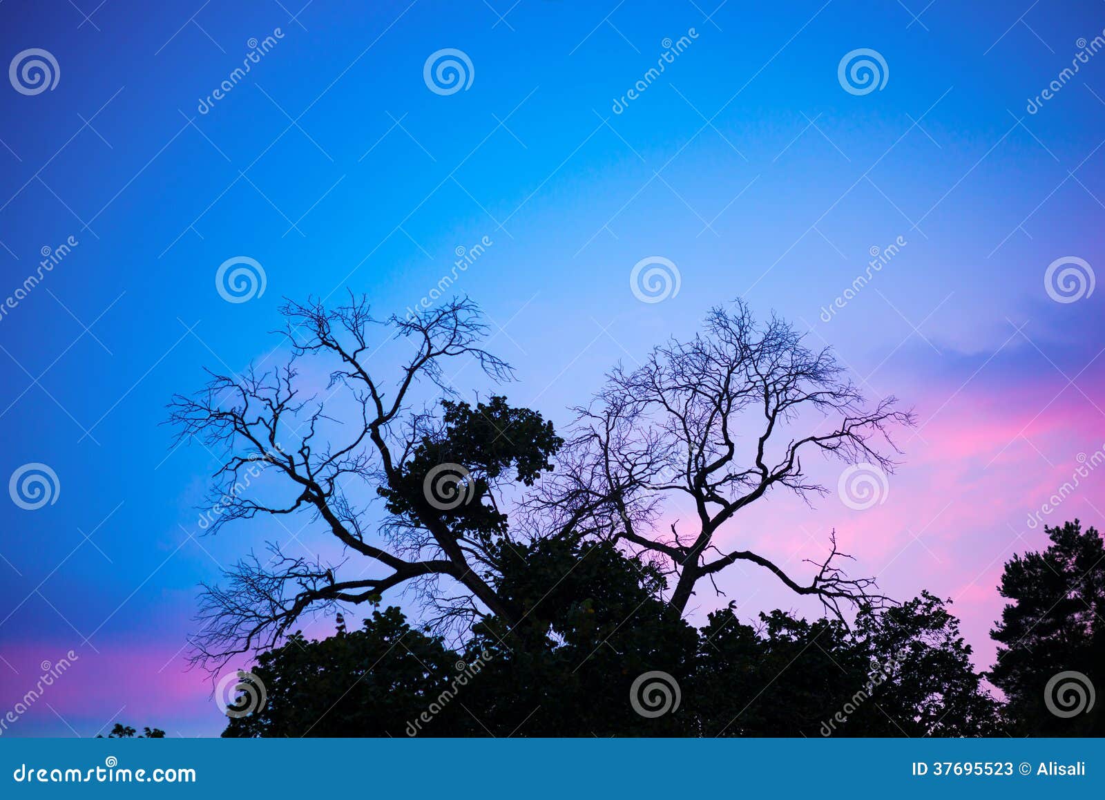 Sunset with Dry Tree Branches Stock Image - Image of bare, isolation ...