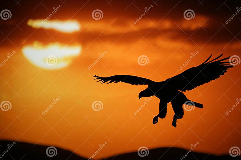 Sunset eagle stock image. Image of skies, black, mountains - 9259323