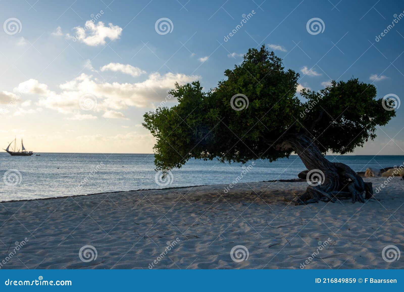 Divi Dive Trees on the Shoreline of Eagle Beach in Aruba Stock Image ...