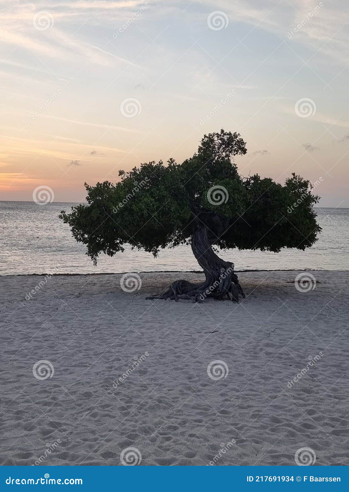 Divi Dive Trees on the Shoreline of Eagle Beach in Aruba Stock Photo ...
