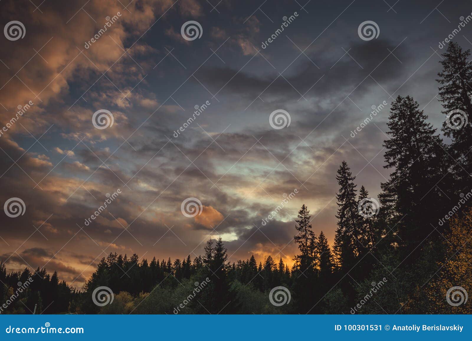 Sunset at the Edge of the Forest Stock Image - Image of back, brown ...