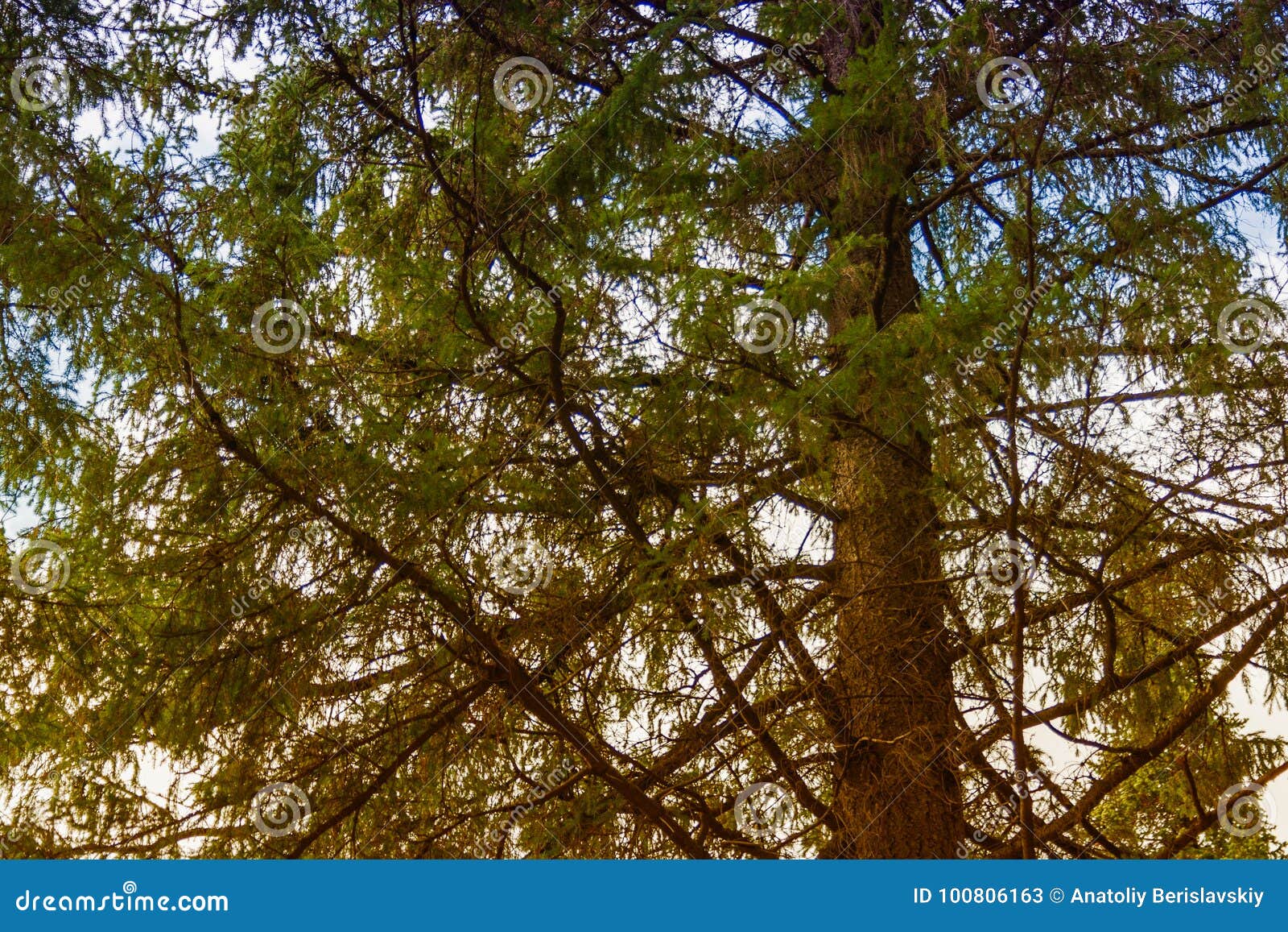 Sunset at the Edge of the Forest Stock Image - Image of background ...