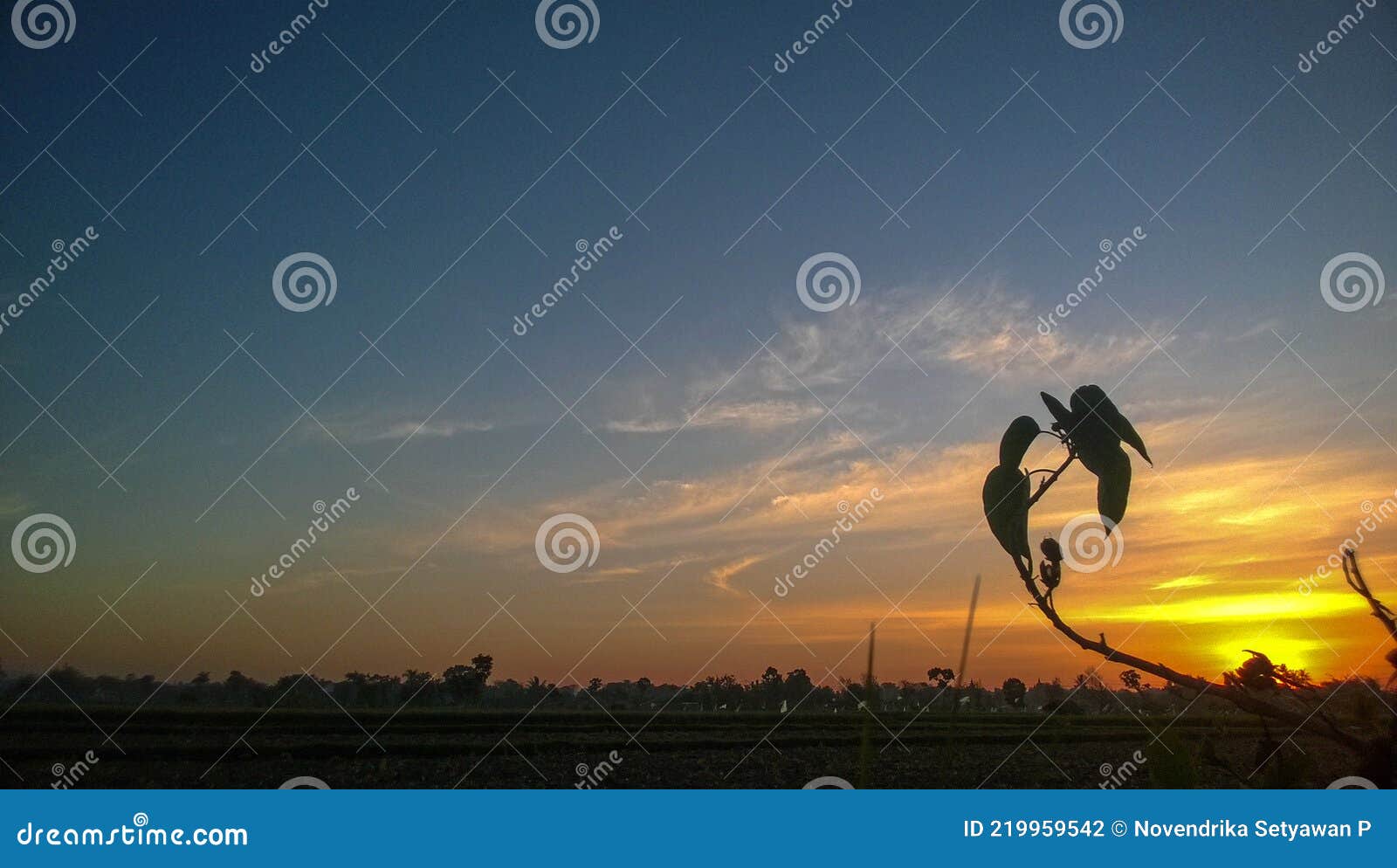 Sunset on the Edge of the Rice Fields Stock Photo - Image of fields ...