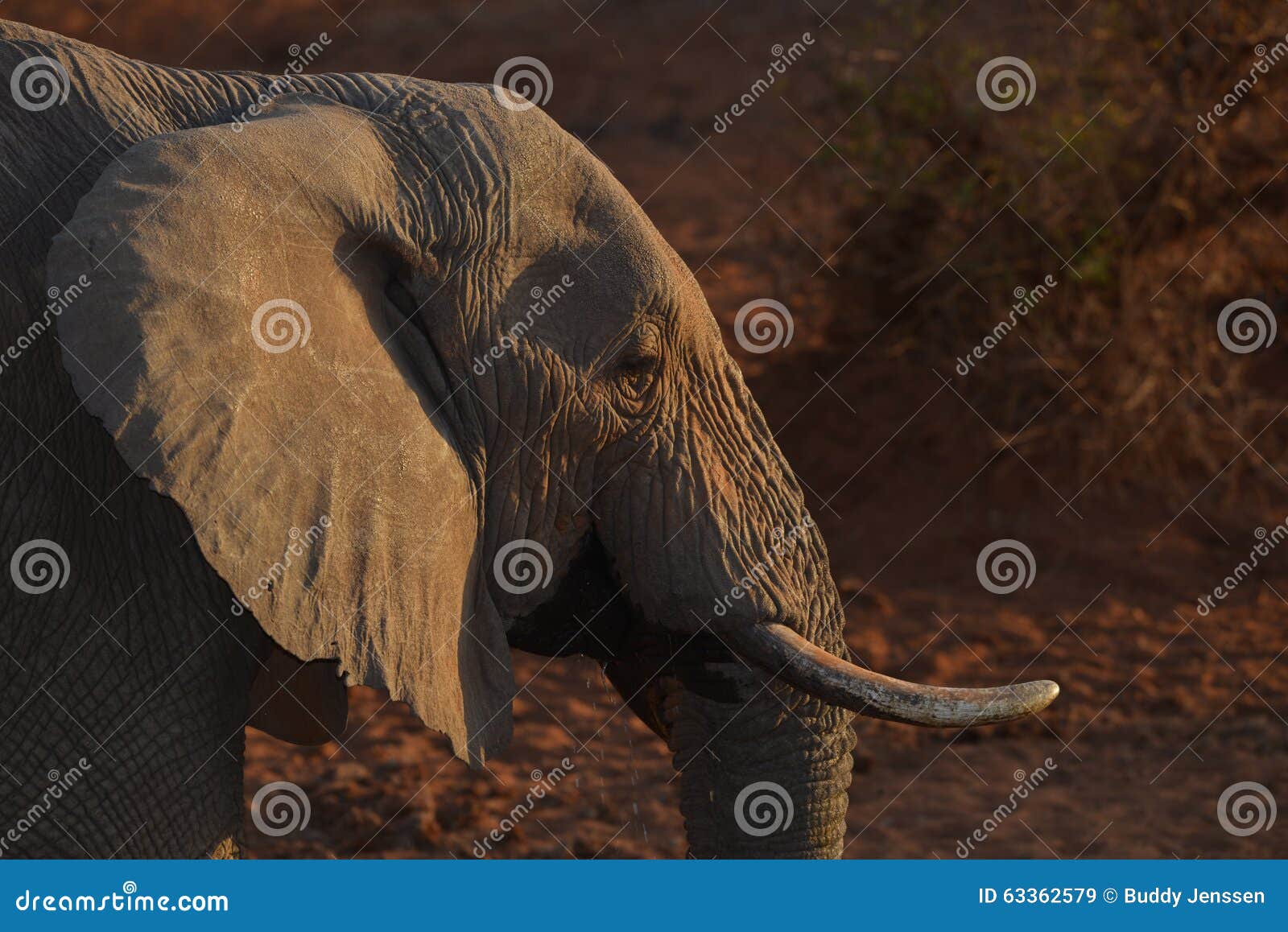 Sunset Elephant Profile stock image. Image of outdoors - 63362579