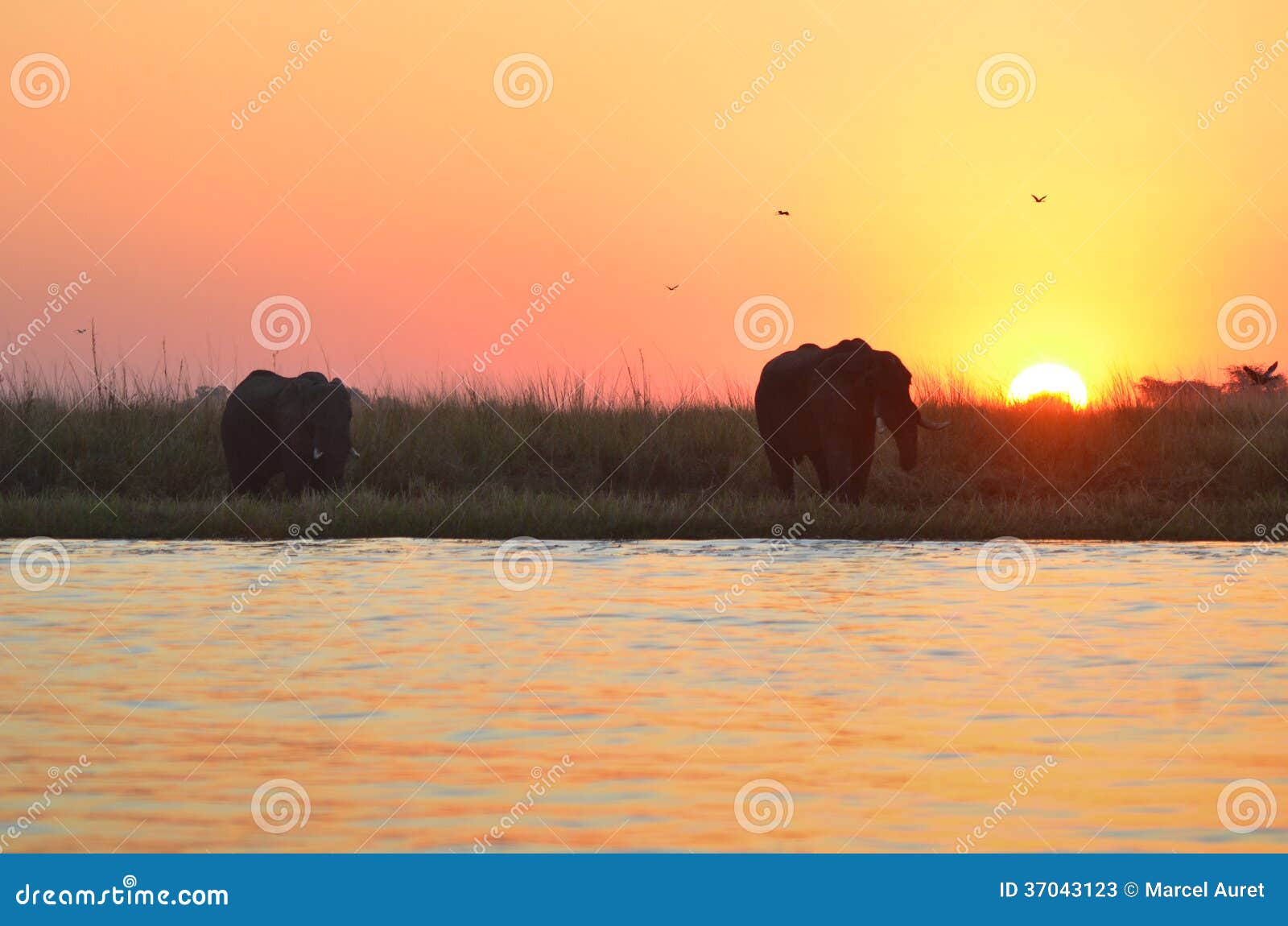 Sunset with elephants stock image. Image of river, pink - 37043123