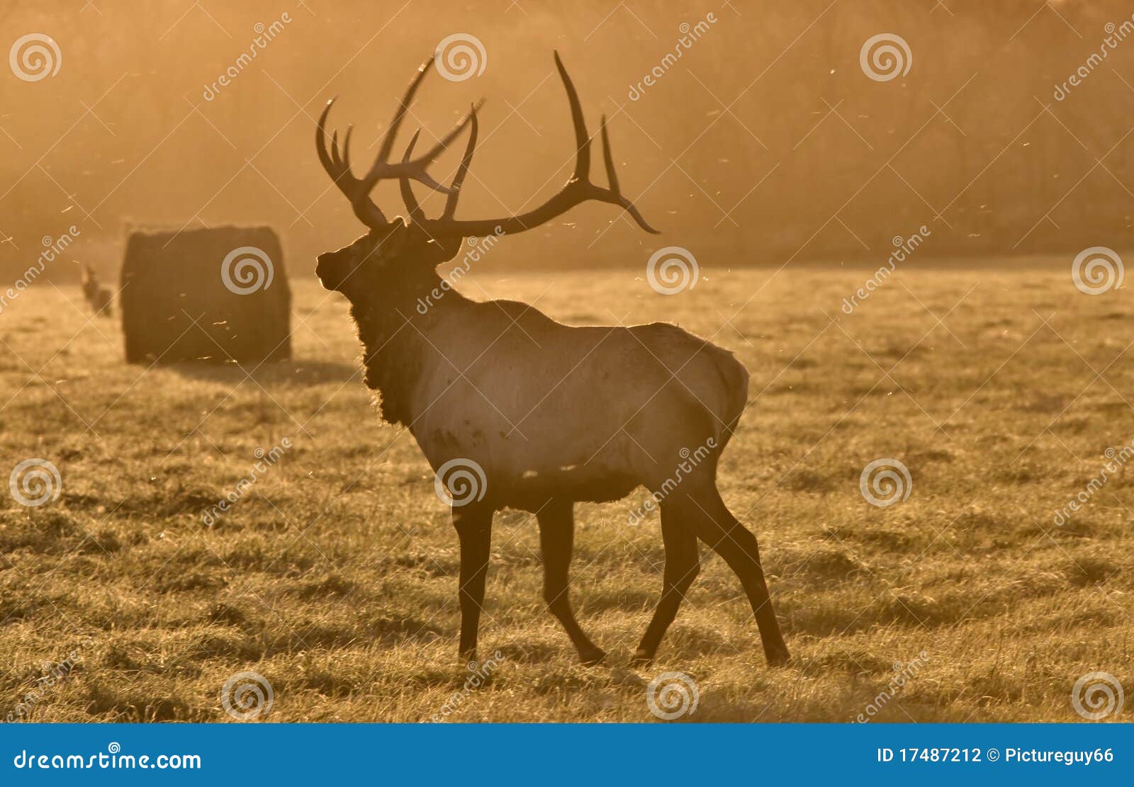 Sunset Elk Bull stock photo. Image of sunset, bugling - 17487212