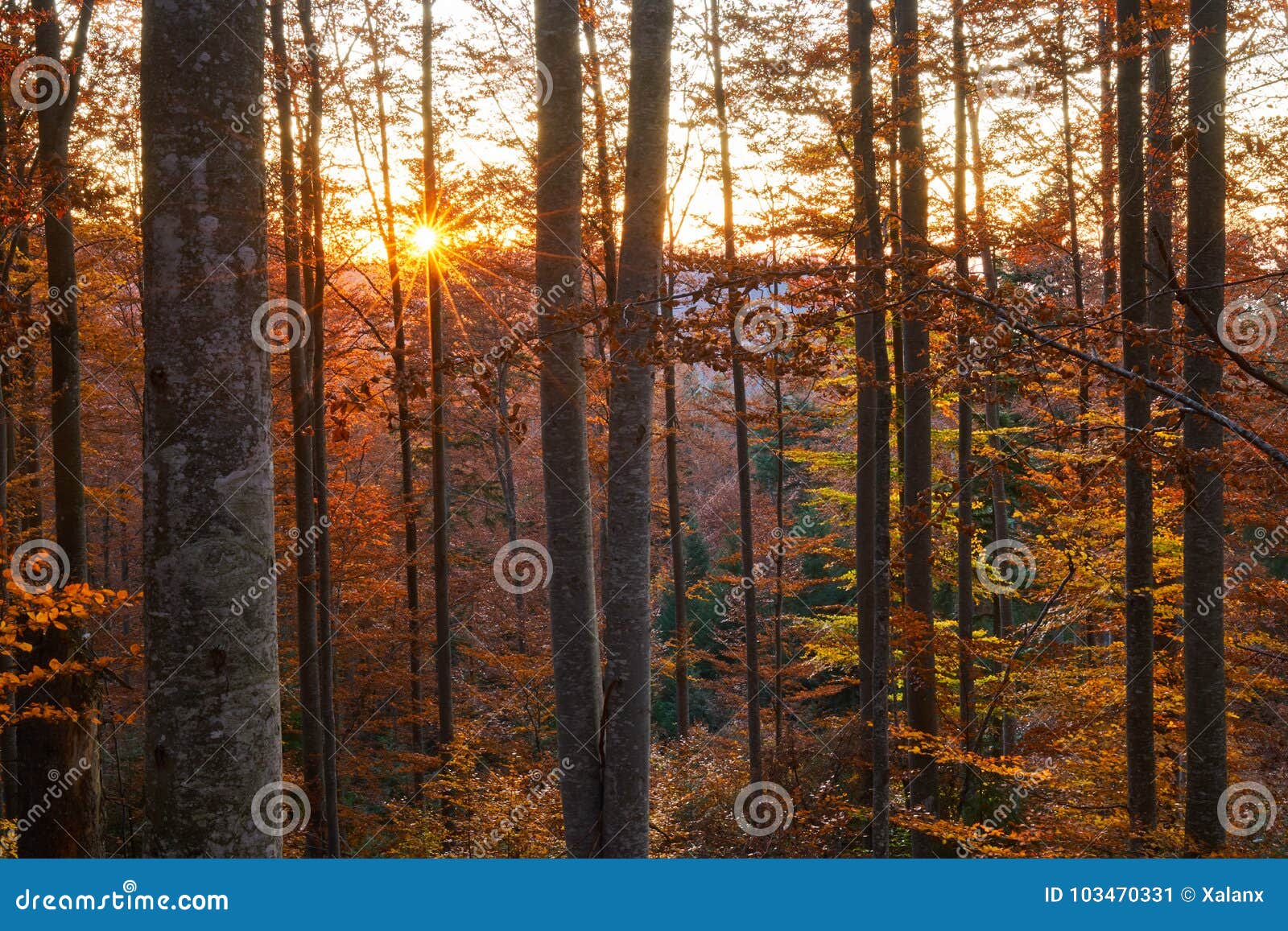 Sunset in the forest stock image. Image of color, rays - 103470331