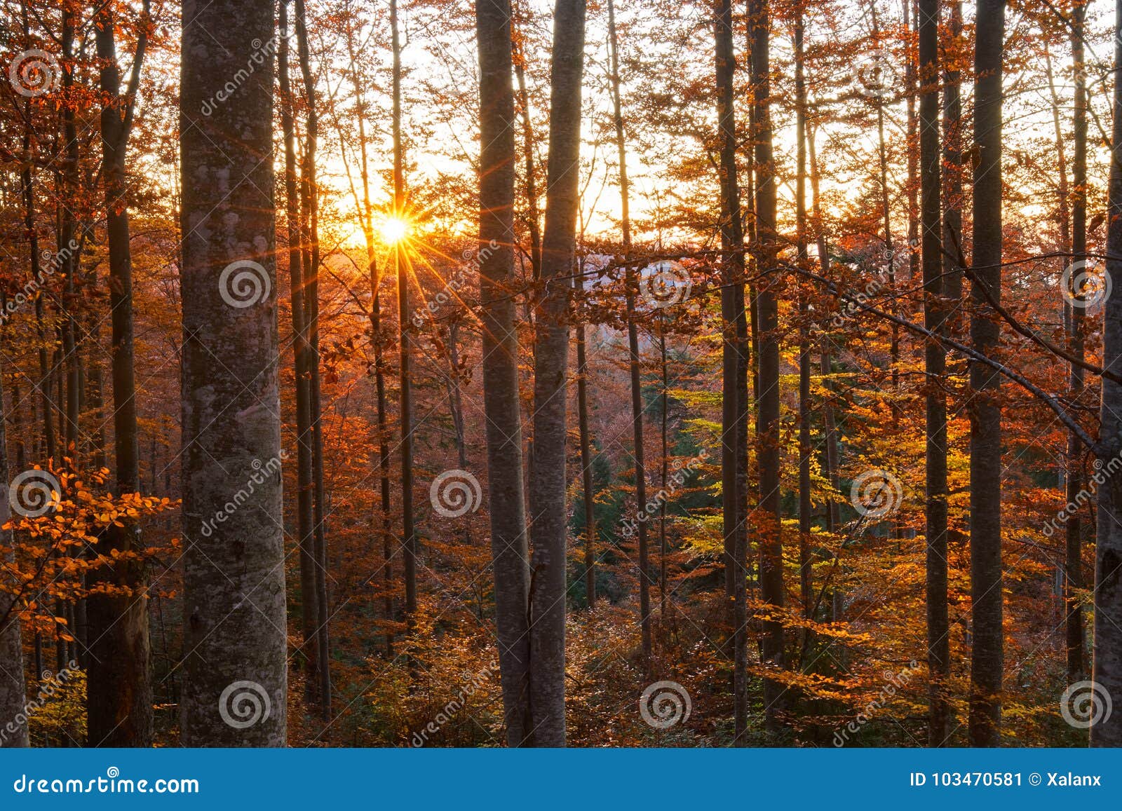 Sunset in the forest stock image. Image of forest, beautiful - 103470581