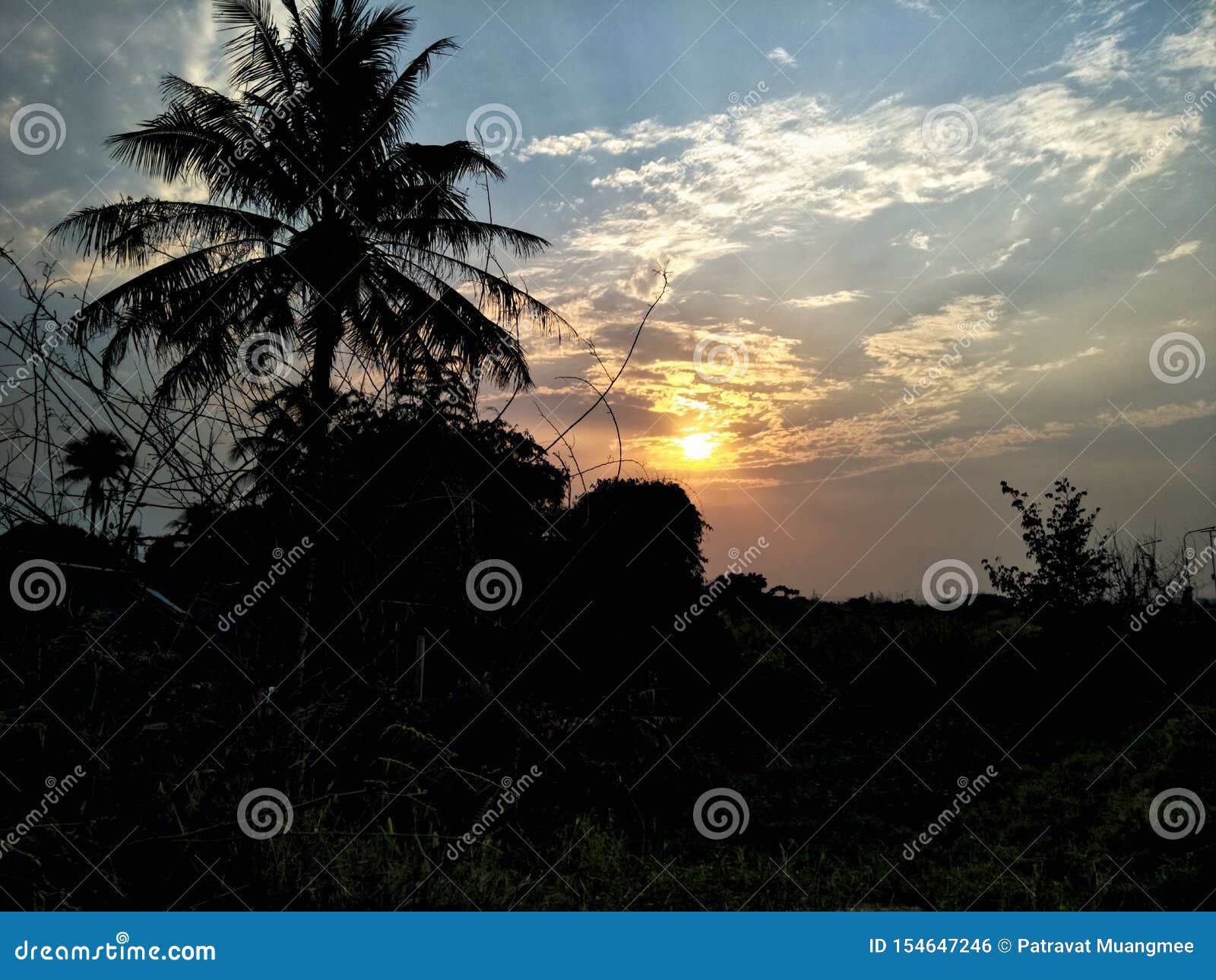 The Sunset with Evening Sky and Shadow of Palm Tree. Stock Photo ...