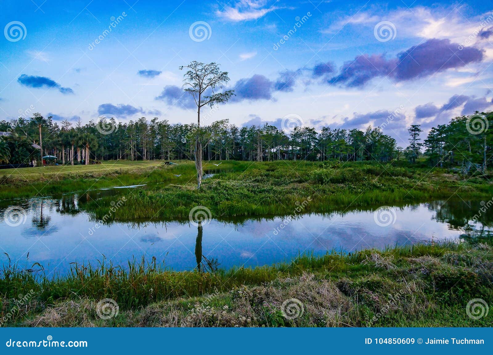 River in the Swamp at Sunset Stock Image - Image of outdoors, dawn ...