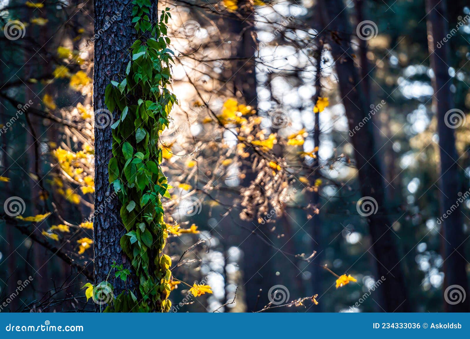 Sunset in the Evergreen Forest, Sun Rays through the Pine Tree Trunks ...