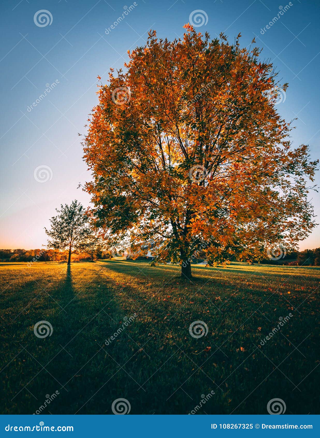 Sunset in the fall stock image. Image of autumn, grass - 108267325
