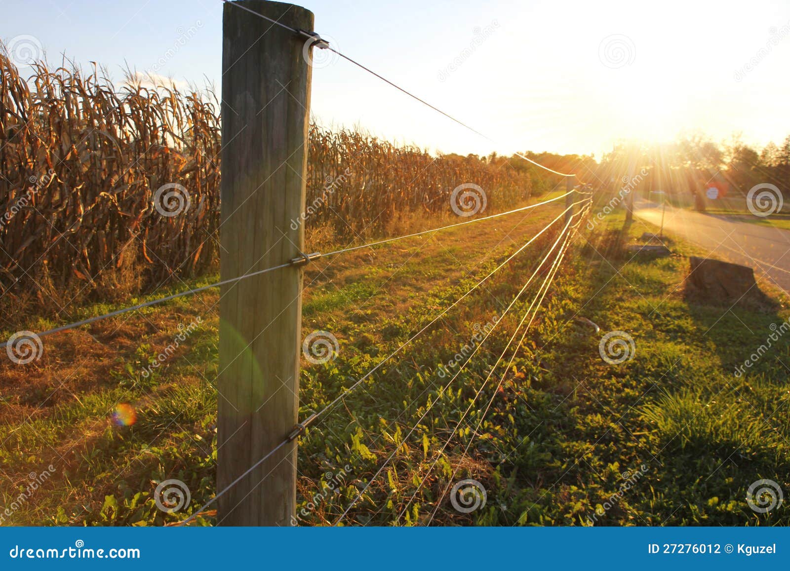Sunset on Farm, Corn Field Behind the Fence Stock Photo - Image of ...