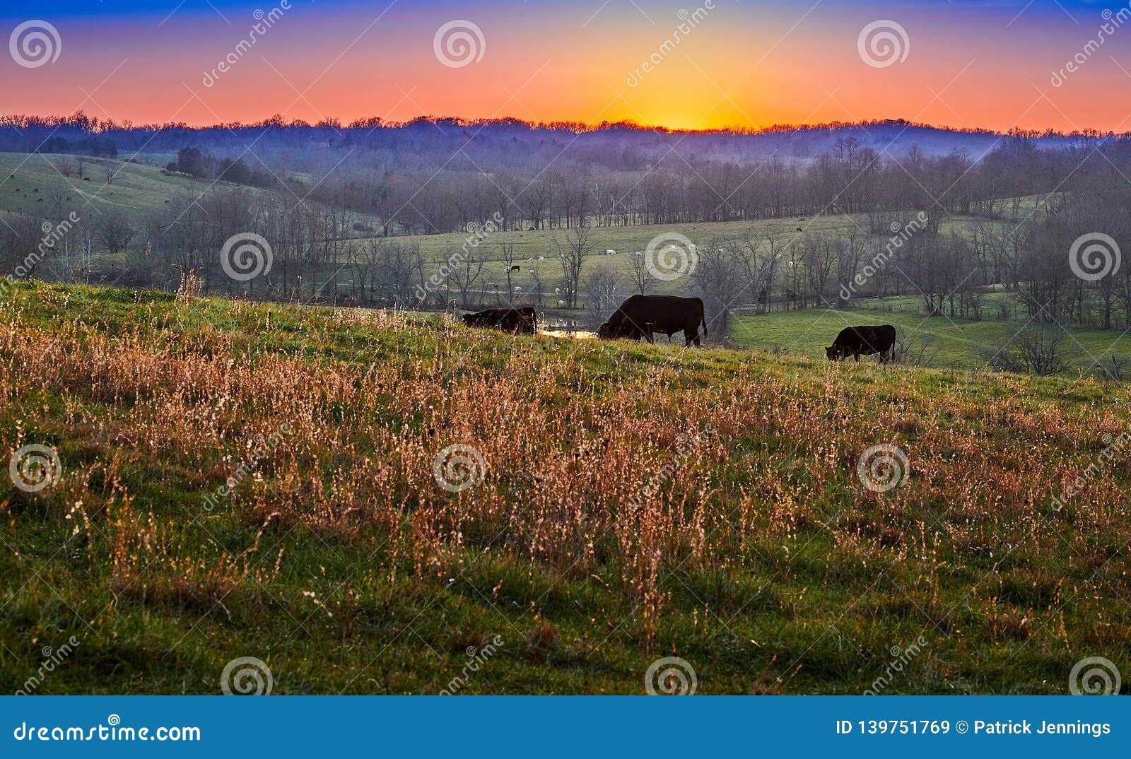 Sunset on Farm with Cows stock image. Image of field - 139751769