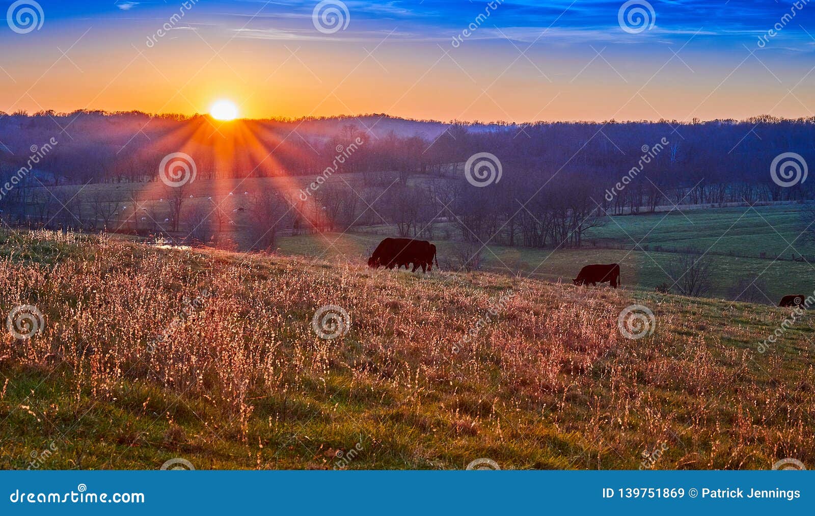 Sunset on Farm with Cows stock image. Image of clouds - 139751869