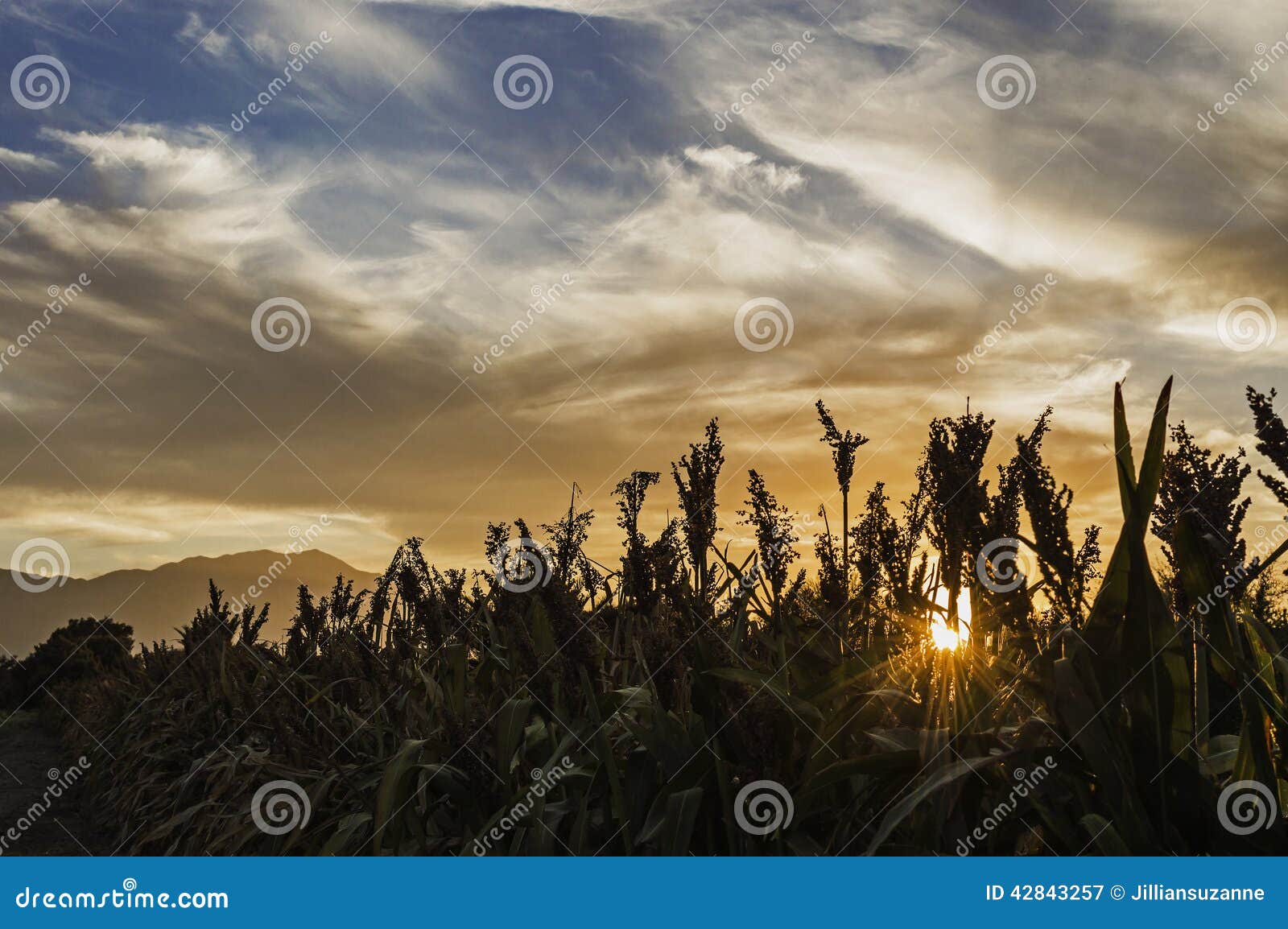 Sunset on the farm stock image. Image of light, beauty - 42843257