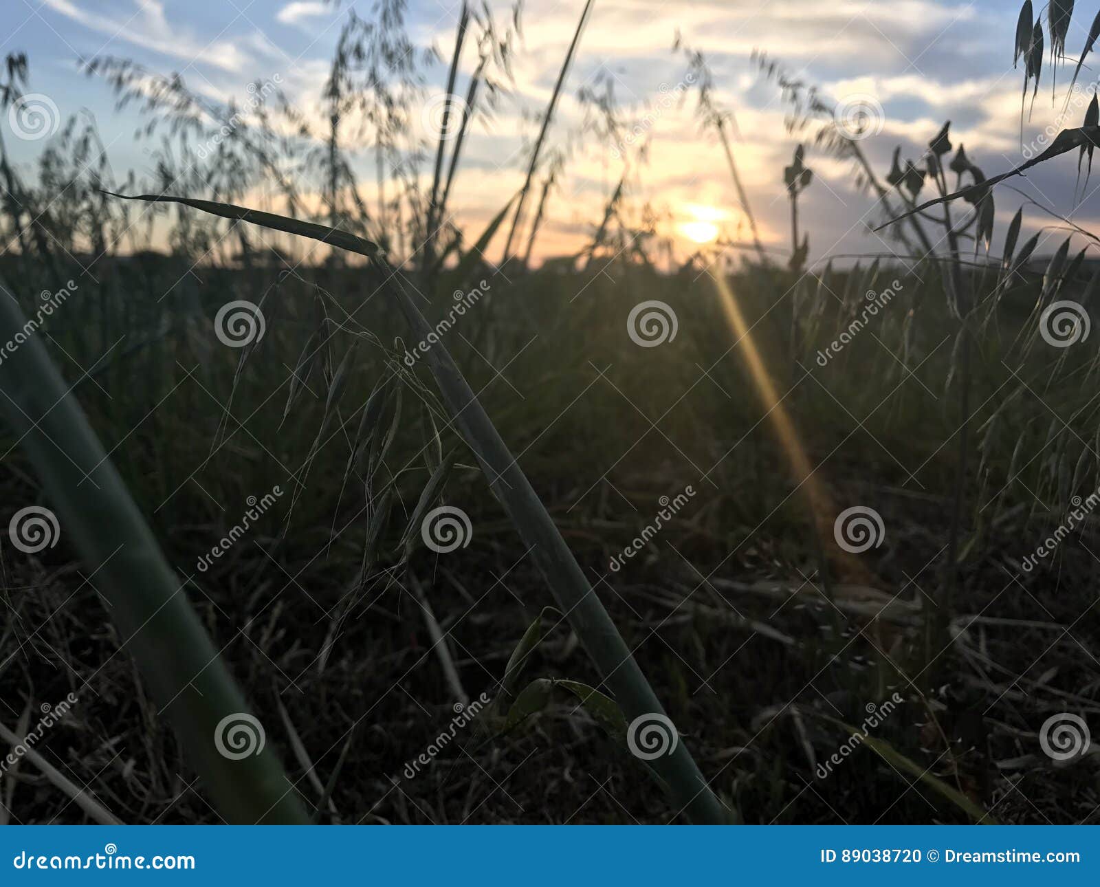 Sunset farm field scene stock photo. Image of field, farm - 89038720