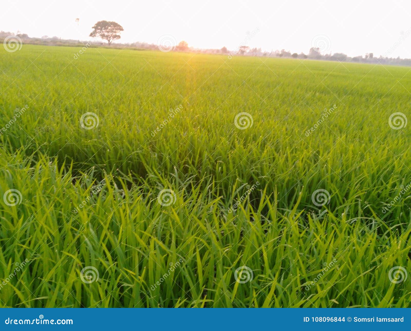 Sunset farm stock photo. Image of rice, tree, sunset - 108096844