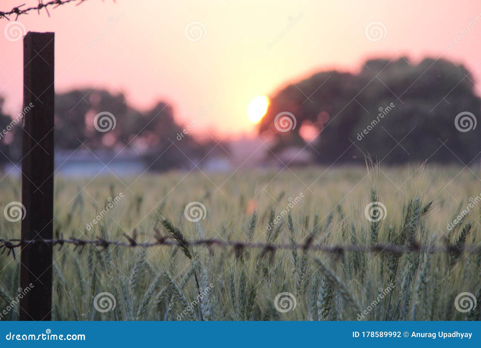 Sunset, Fences, Wheat Fields and Trees Stock Photo - Image of prairie ...