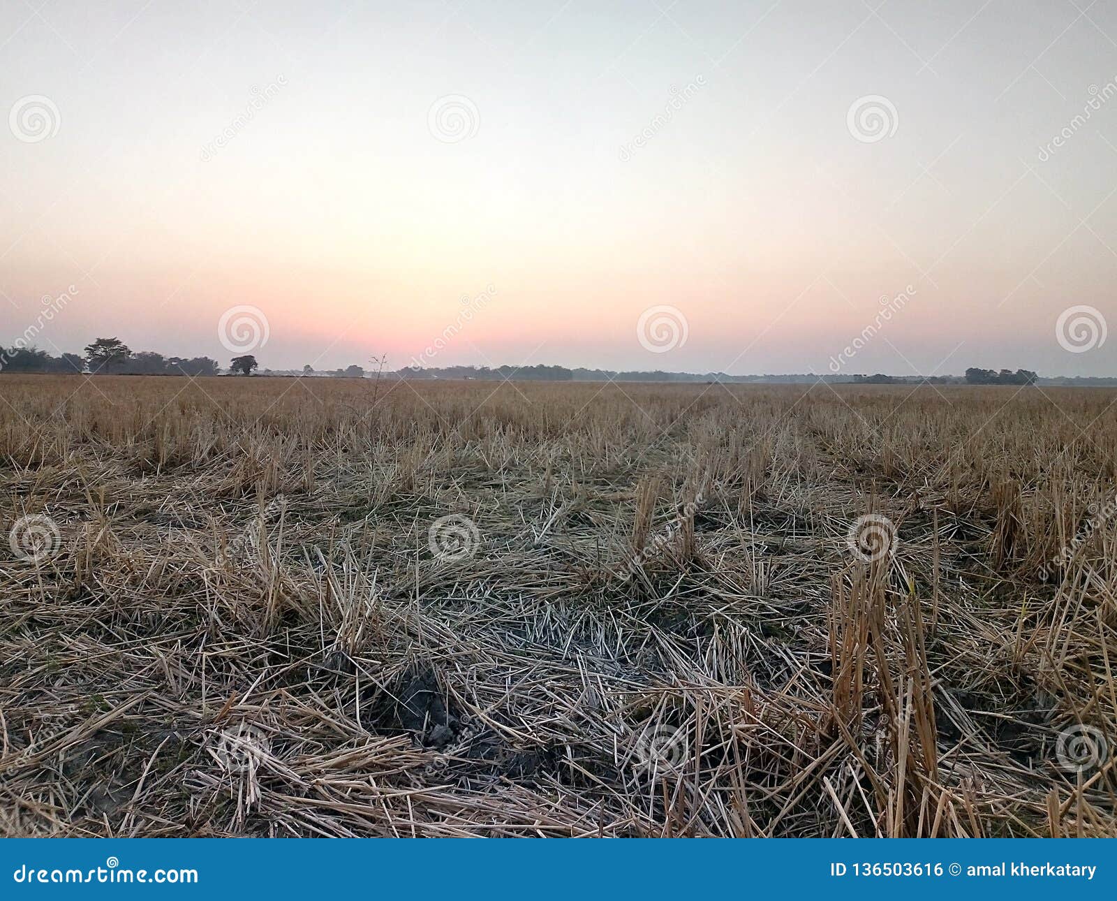 Dry Pady Field Stock Photos - Free & Royalty-Free Stock Photos from ...