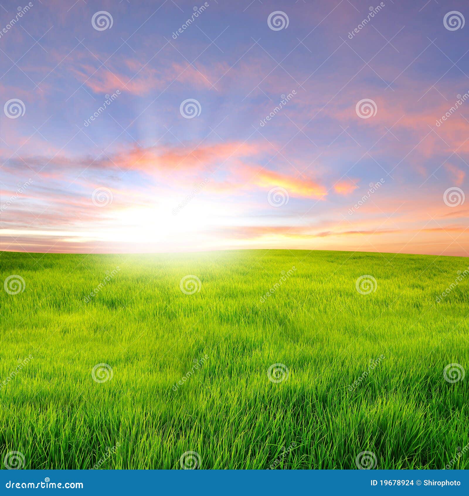 Sunset on field stock photo. Image of green, plain, landscape - 19678924