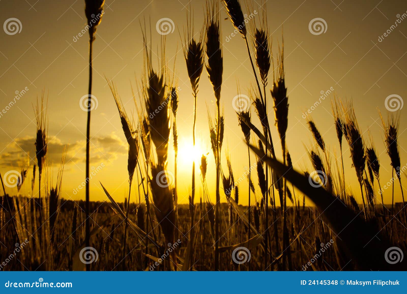 Sunset on field stock photo. Image of cultivated, silhouette - 24145348
