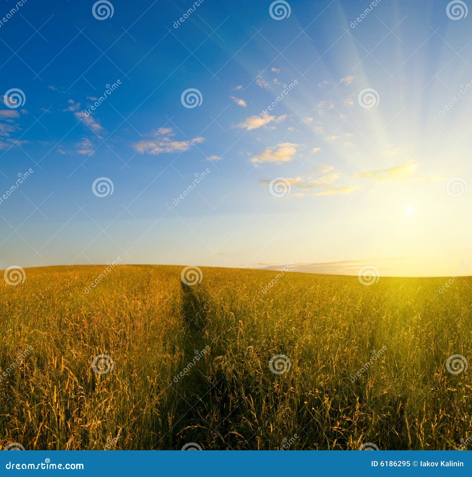 Sunset and field stock image. Image of clouds, plant, fresh - 6186295