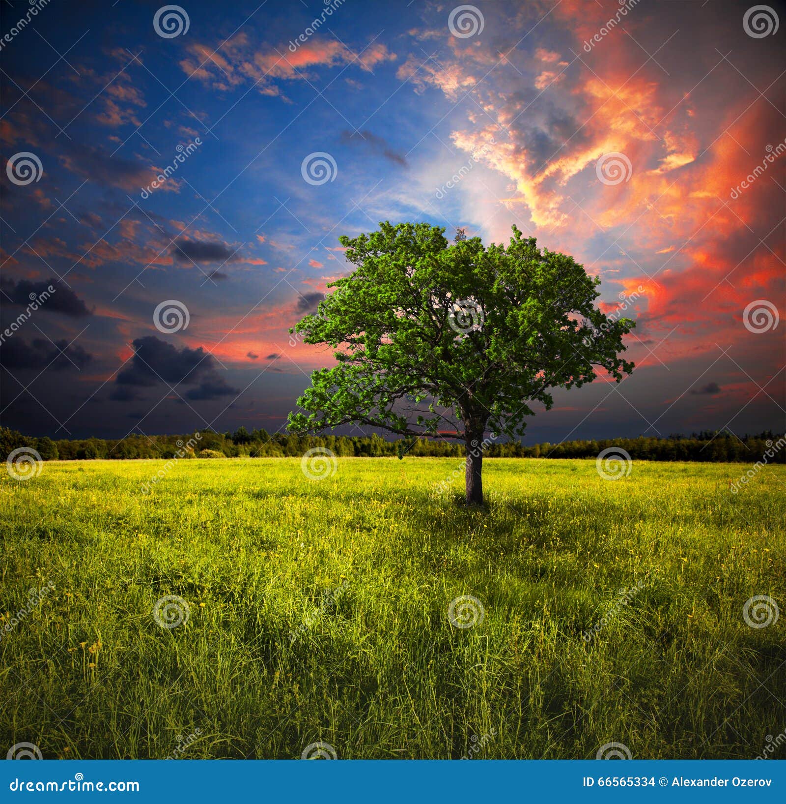 Sunset and field stock photo. Image of holiday, cloud - 66565334