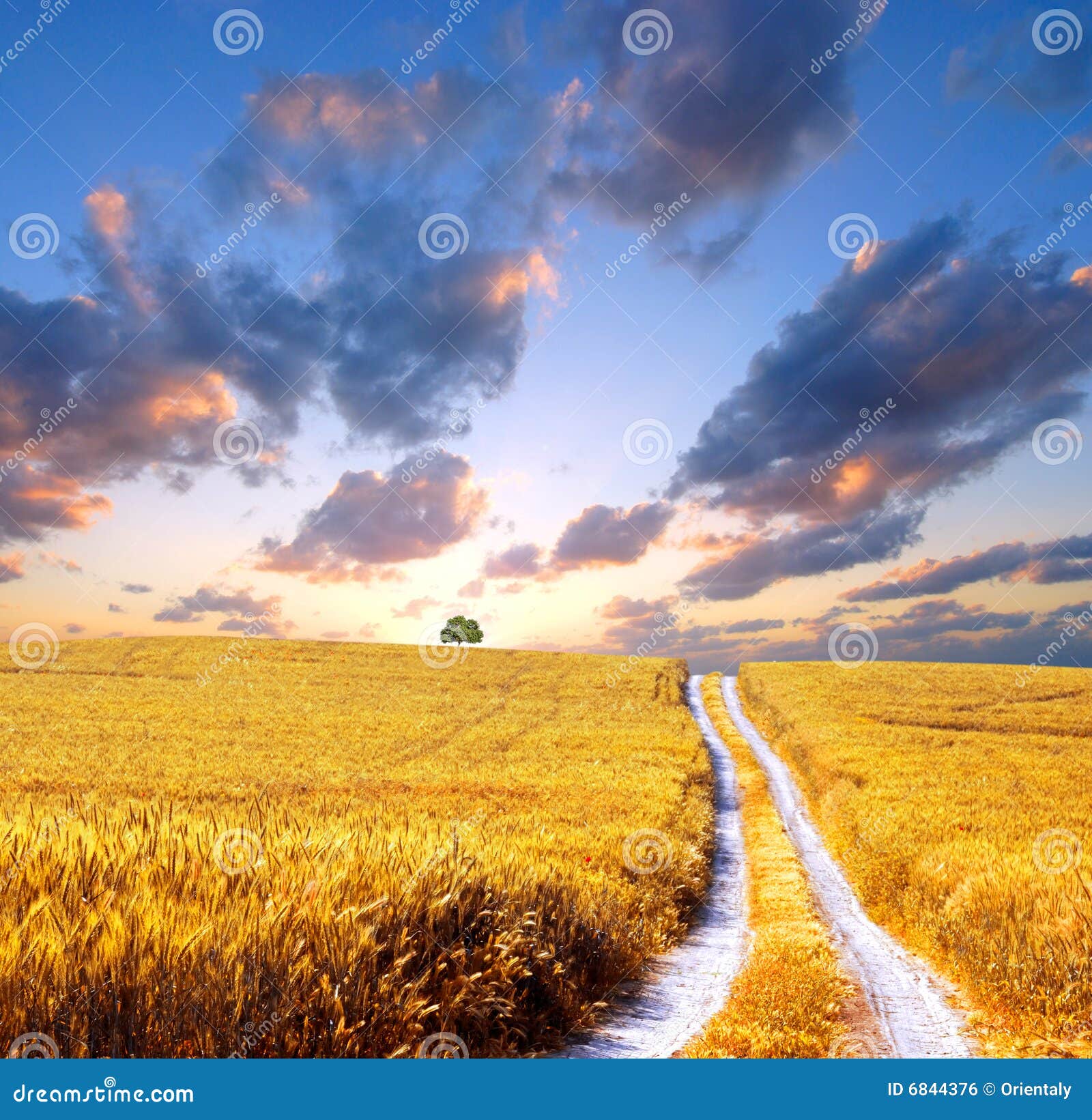 Sunset at field stock photo. Image of background, cloudy - 6844376