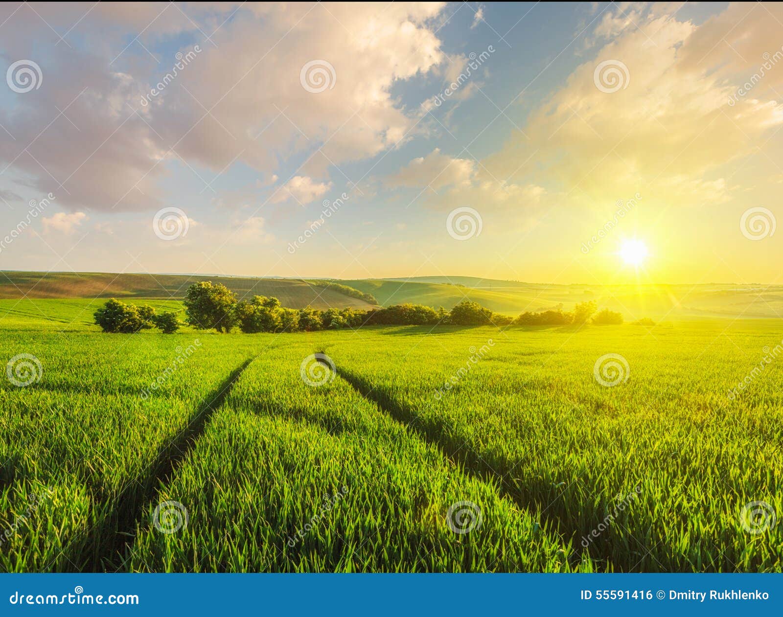 Sunset in field stock photo. Image of landscape, field - 55591416