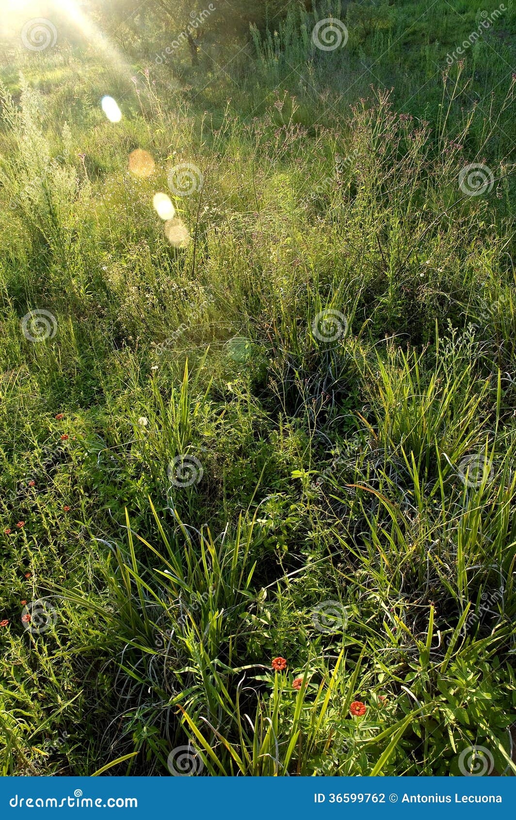 Sunset in field stock photo. Image of weed, perennial - 36599762