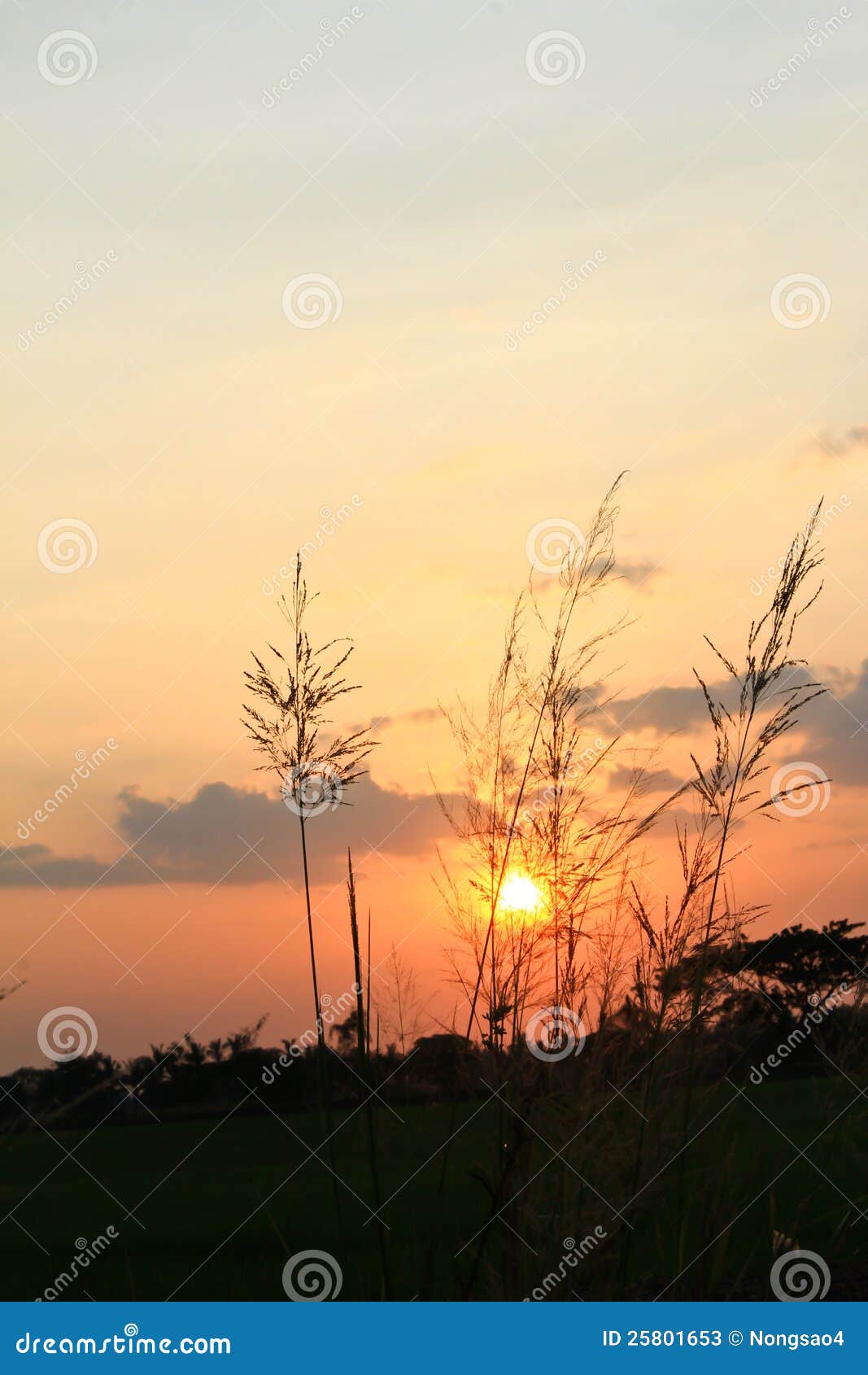 The Sunset on the Field Silhouette Stock Image - Image of country, farm ...