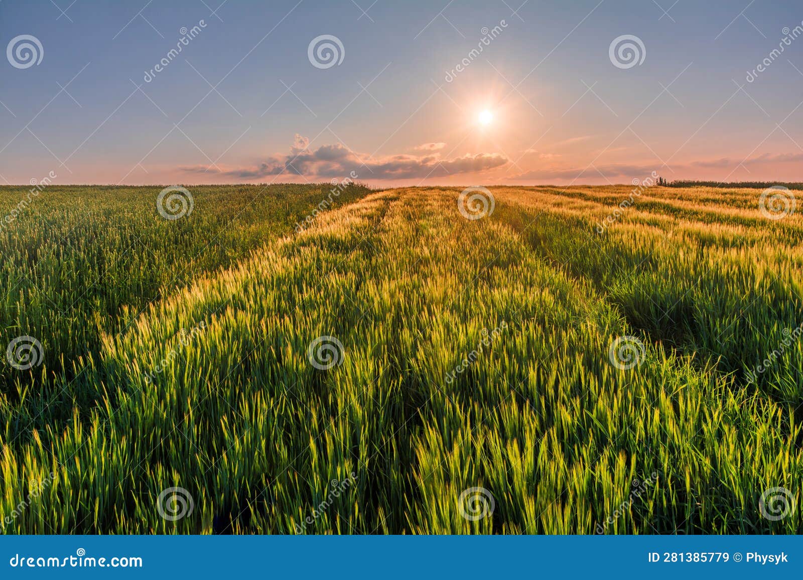 Sunset on the Fields with Spikes of Agricultural Crops Stock Image ...