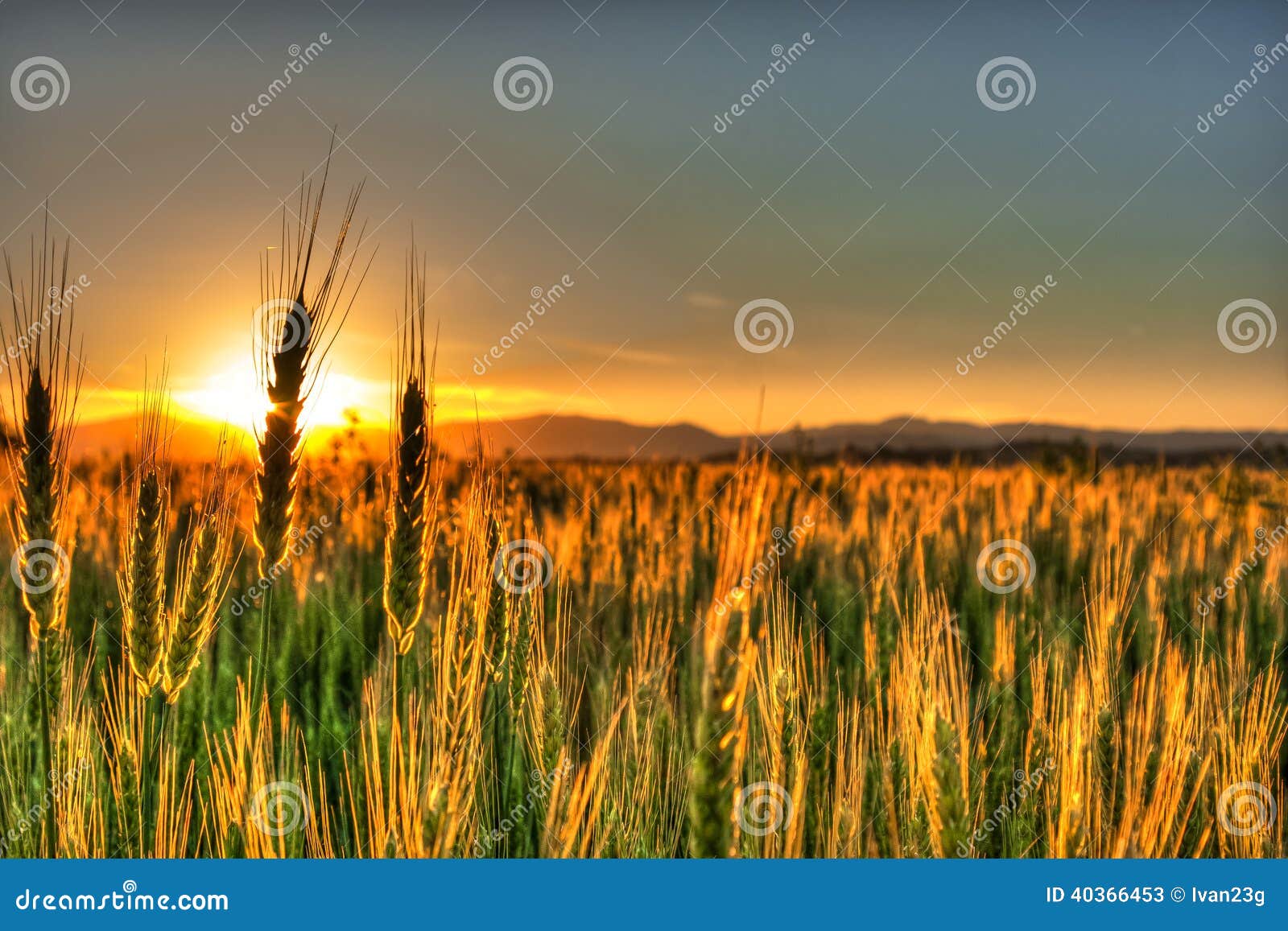 SUNSET FIELDS stock image. Image of majestic, outdoor - 40366453
