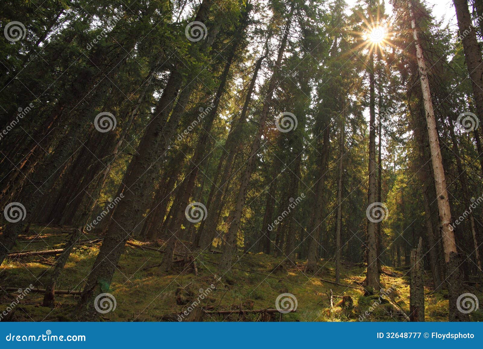 Sunset in the fir forest stock image. Image of fall, mystery - 32648777