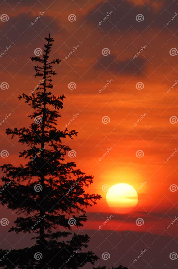 Sunset and fir tree stock photo. Image of shade, closeup - 2819790