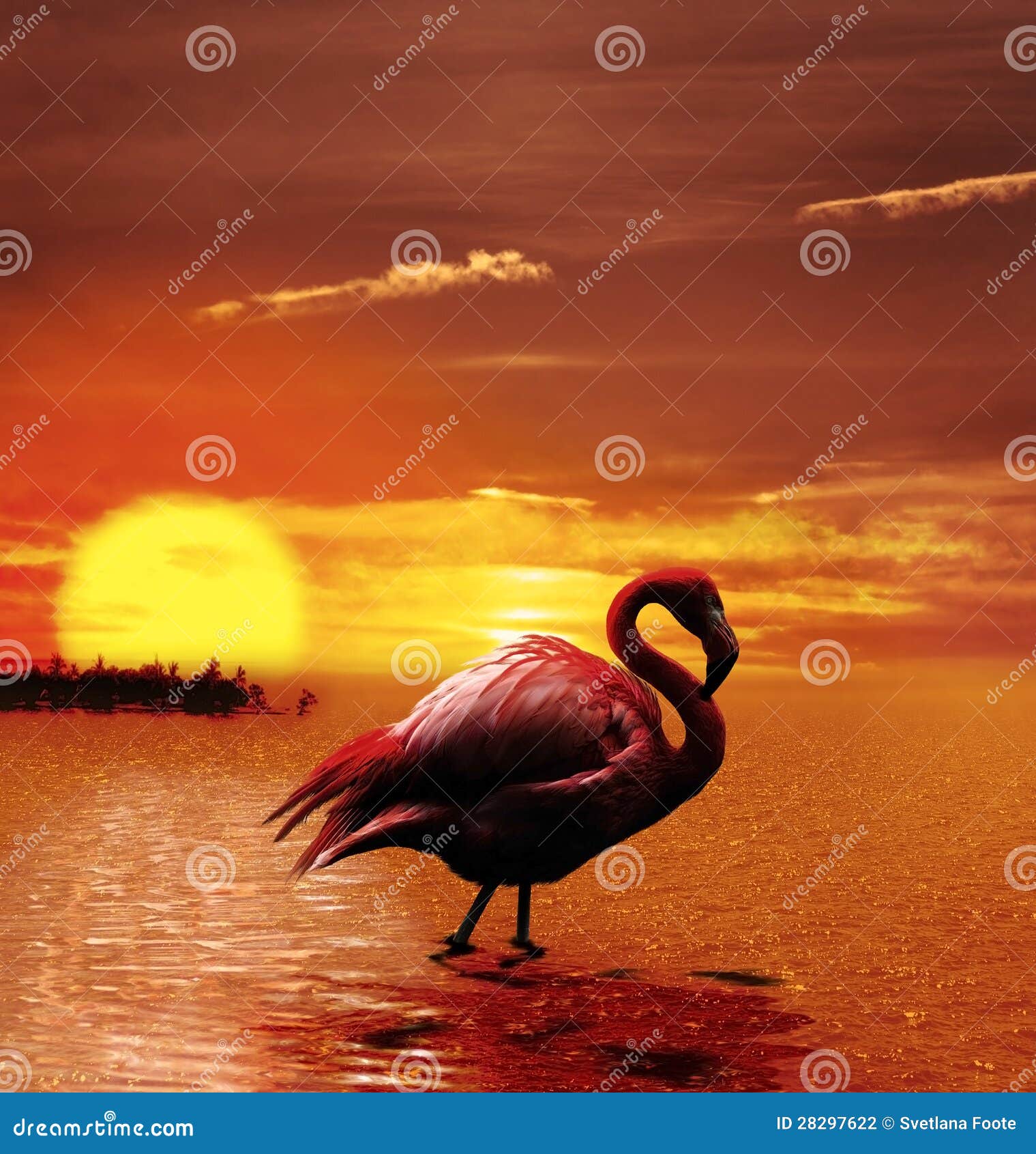 Sunset with Flamingo stock photo. Image of reflection - 28297622