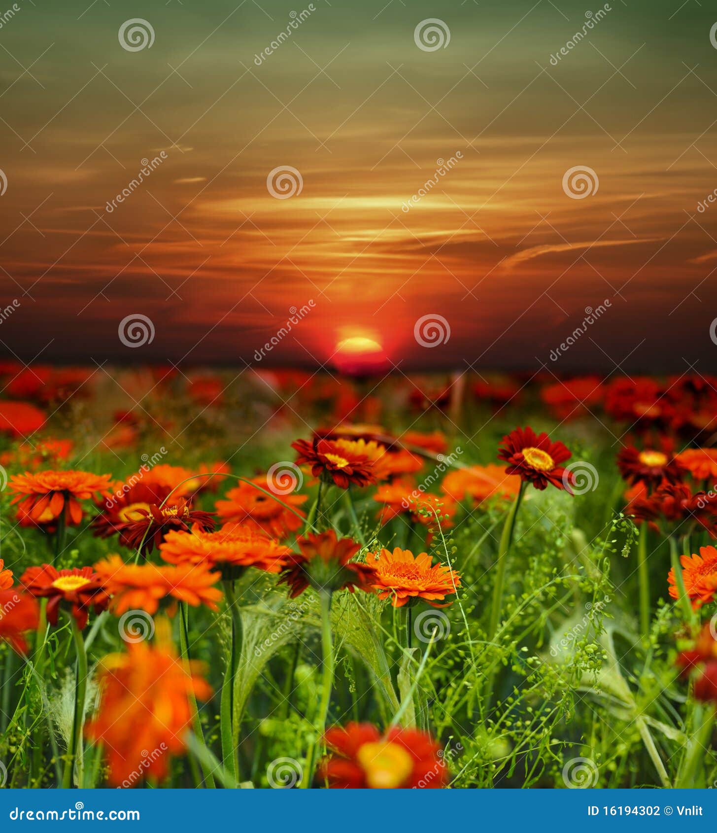 Sunset flower field stock photo. Image of nature, horizontal - 16194302