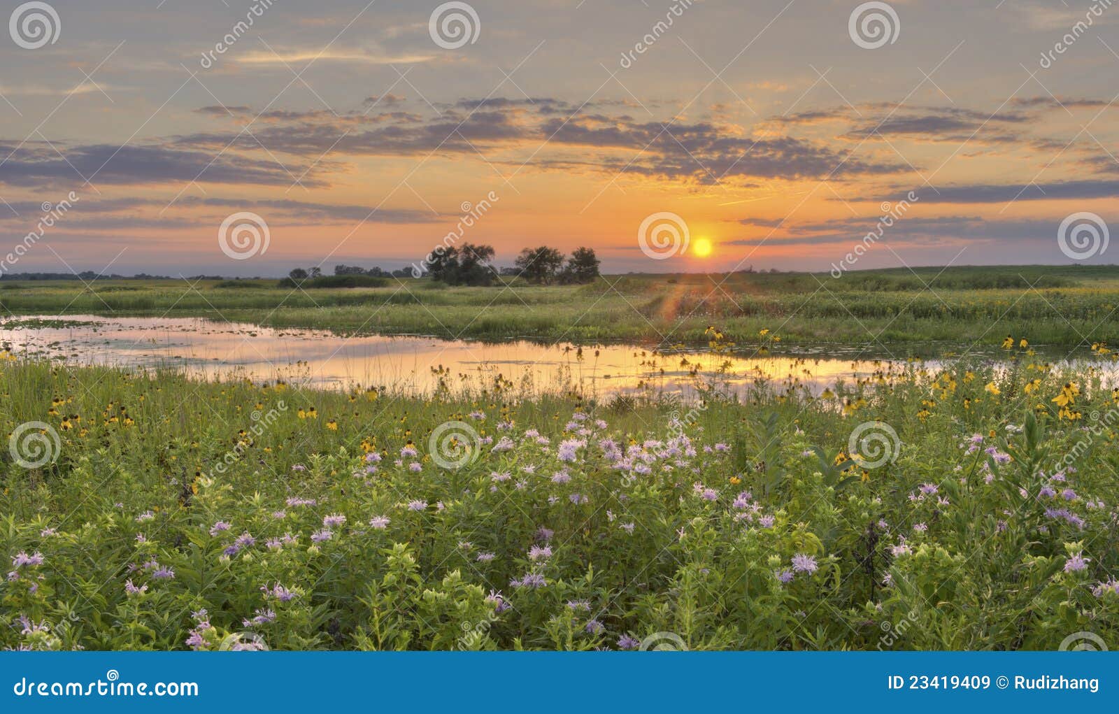 Sunset at Flower Field stock image. Image of sunlight - 23419409