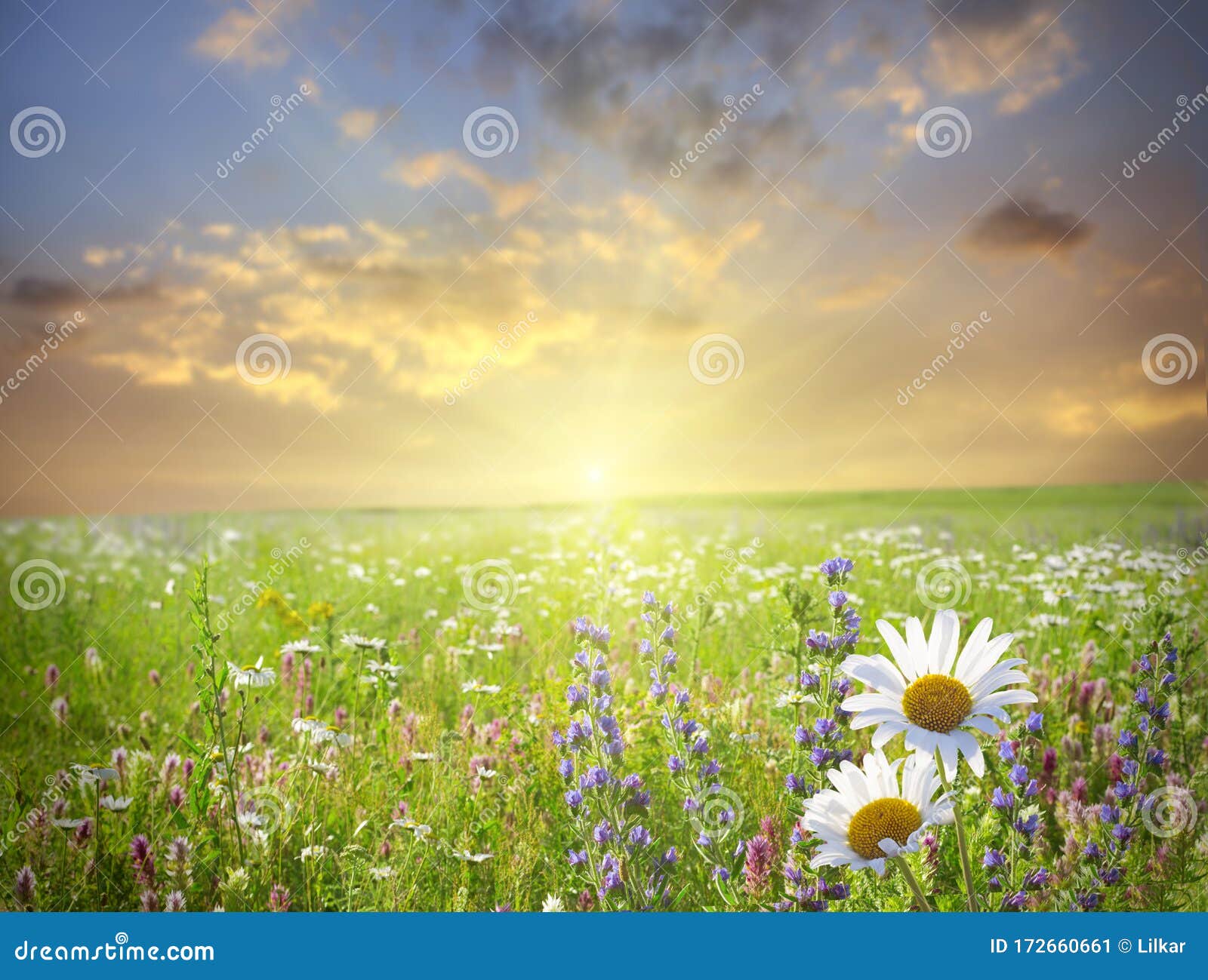 Sunset in the flower field stock image. Image of beautiful - 172660661