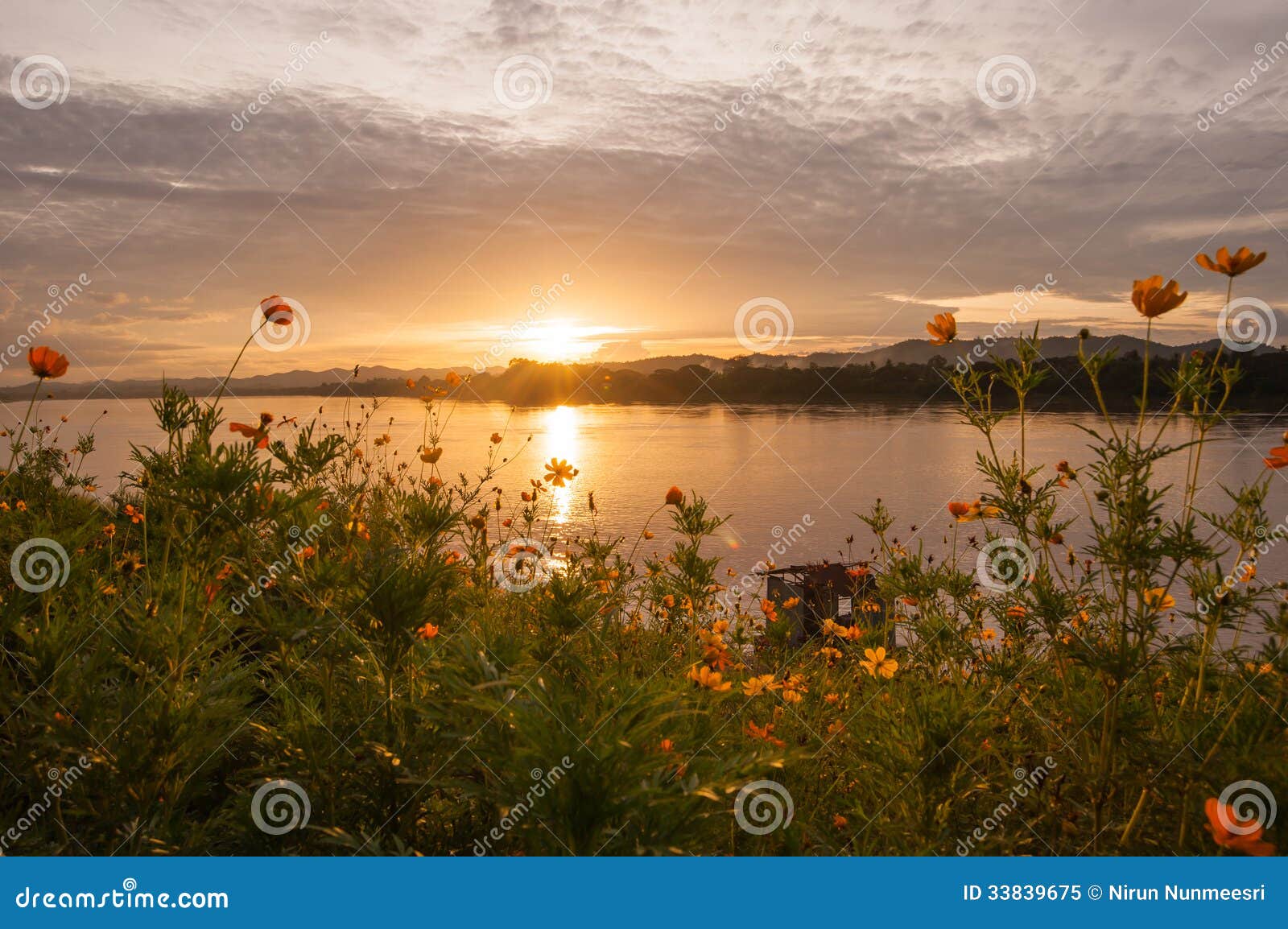 Sunset flower field stock image. Image of nature, daisy - 33839675