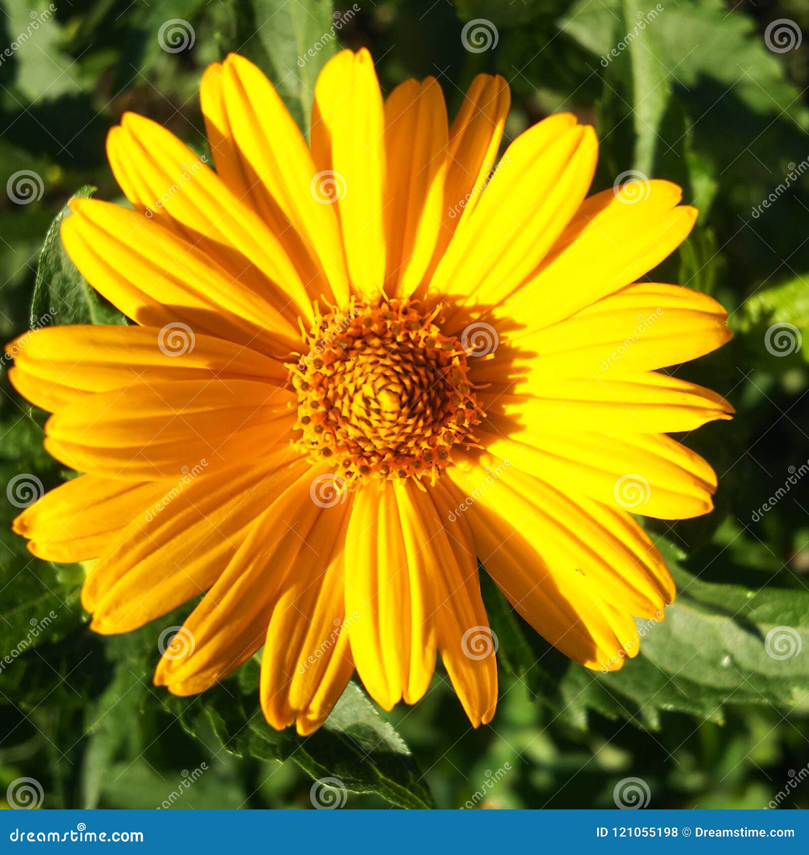 Flover stock photo. Image of flover565222, flowers, yellow - 121055198