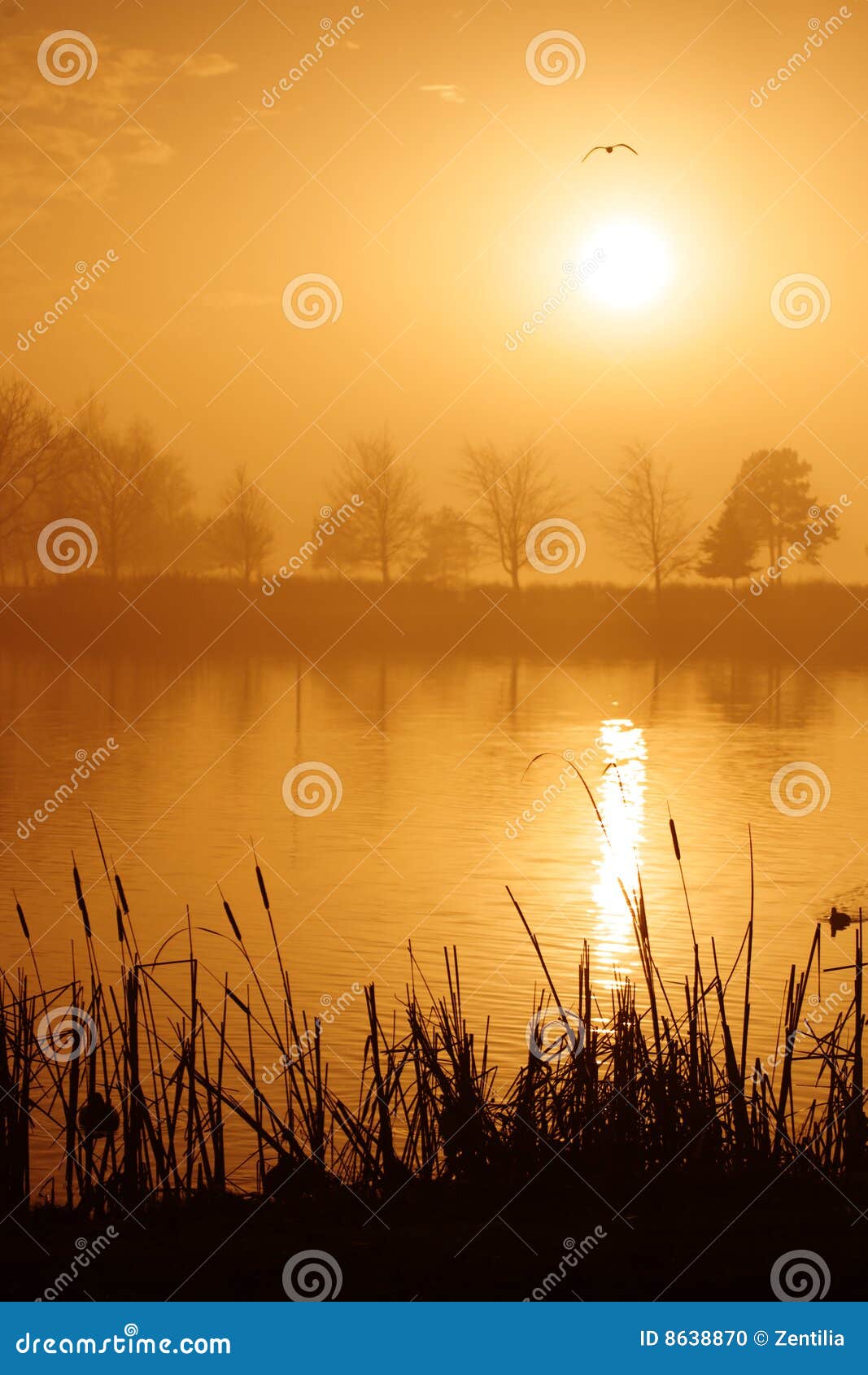 Sunset in the fog stock photo. Image of branch, backlit - 8638870