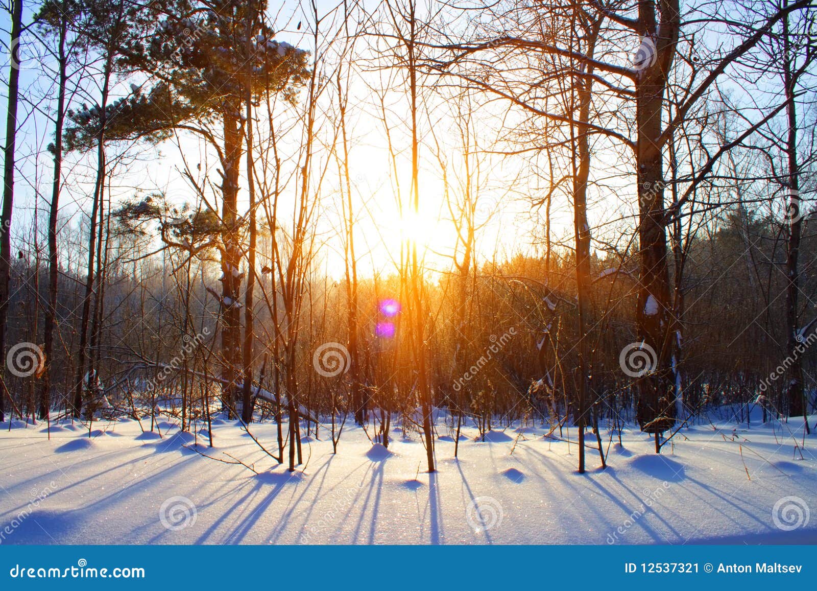 Sunset in the forest stock image. Image of beam, nursery - 12537321