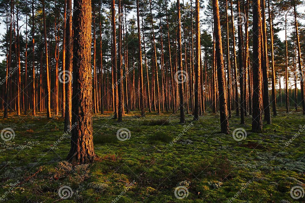 Sunset in a forest stock image. Image of perspective - 16080051